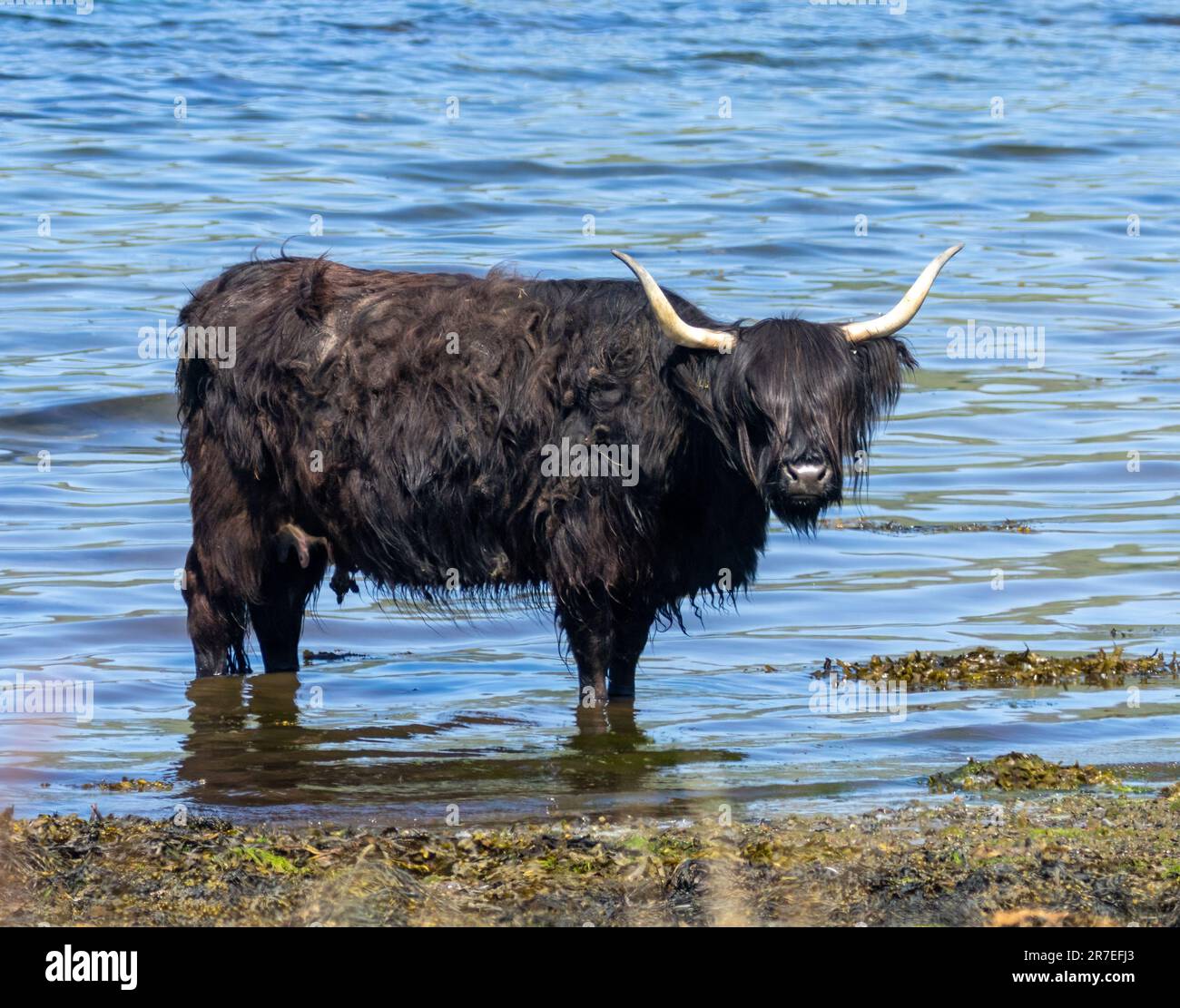 A black Scottish highland cow standing in the water Stock Photo - Alamy