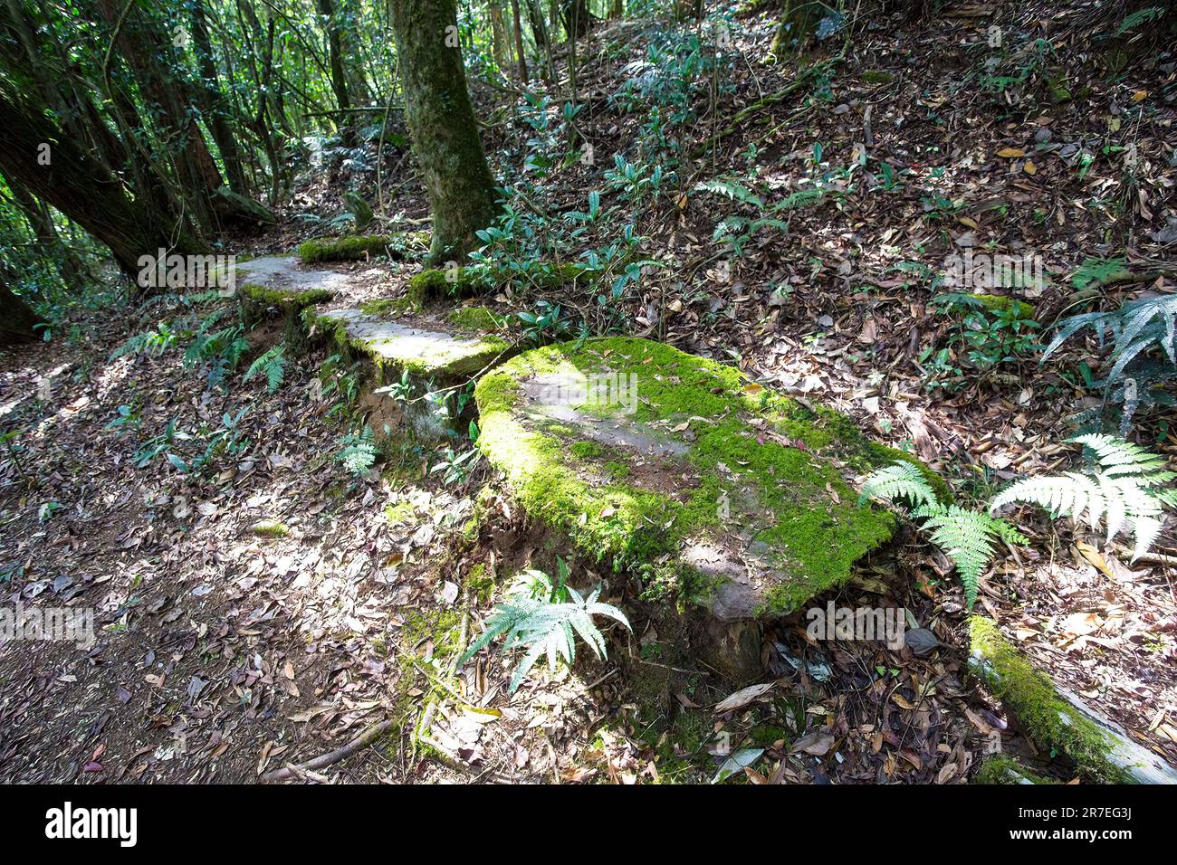 Khasi sacred grove Stock Photo - Alamy