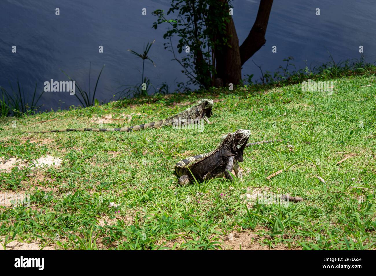 Brazil lizard rainforest wild hi-res stock photography and images - Alamy