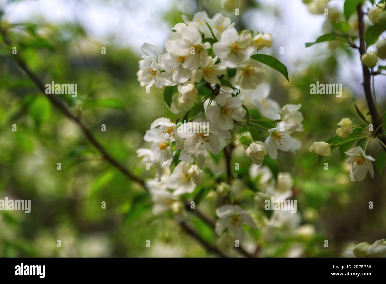Experience the sublime beauty of white flowers blossoming in sunlit ...