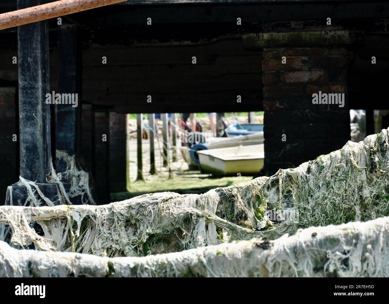 Rotting Seaweed on the Steps of the Raptackle building on Bosham Quay ...