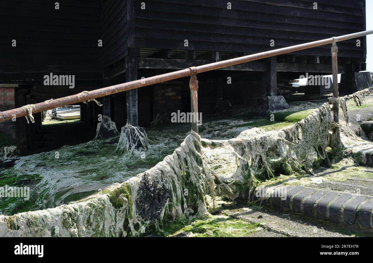 Rotting Seaweed on the Steps of the Raptackle building on Bosham Quay ...
