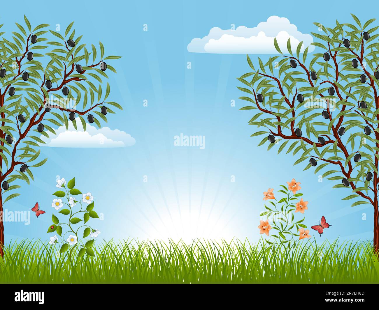 Field of olive trees Stock Vector Images - Alamy