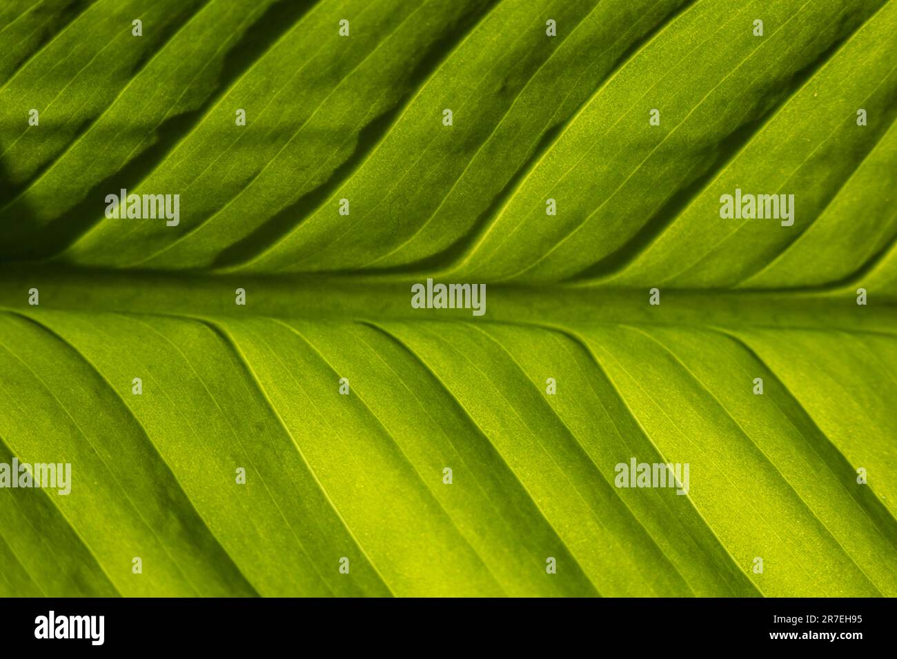 Texture background of a plant leaf for overlay or texture design ...