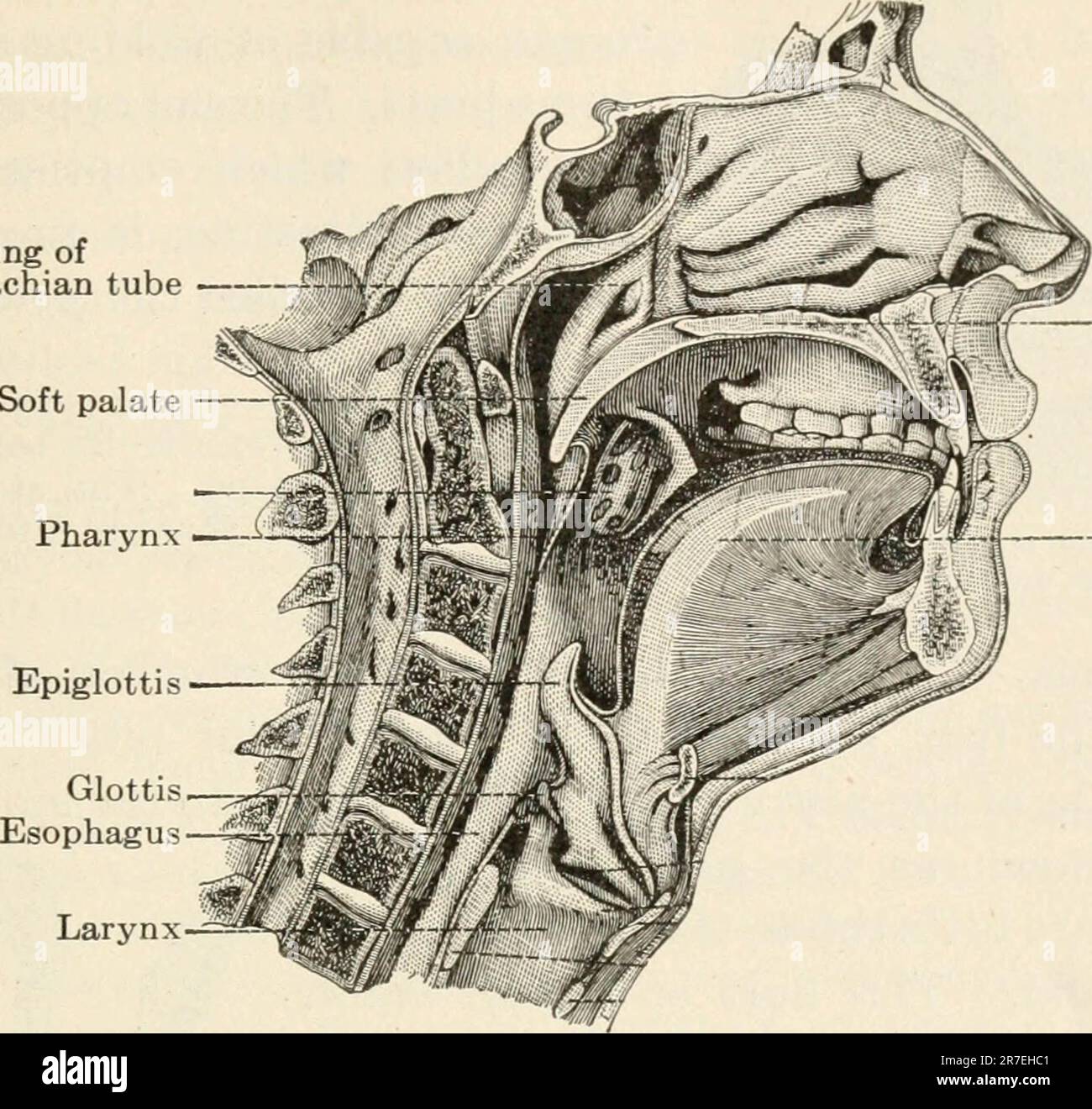 "Elements of biology; a practical text-book correlating botany, zoology ...