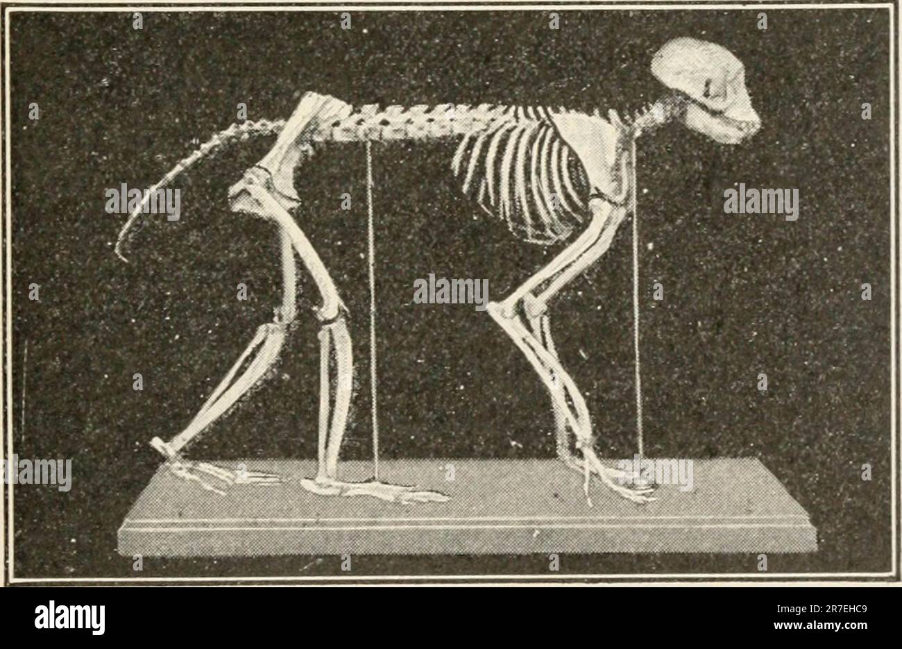 "Elements of biology; a practical text-book correlating botany, zoology ...