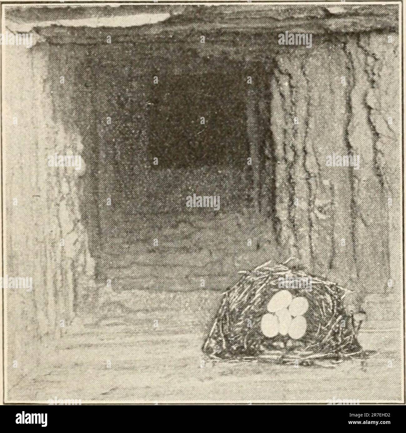 Nest of the chimney swift Stock Photo - Alamy