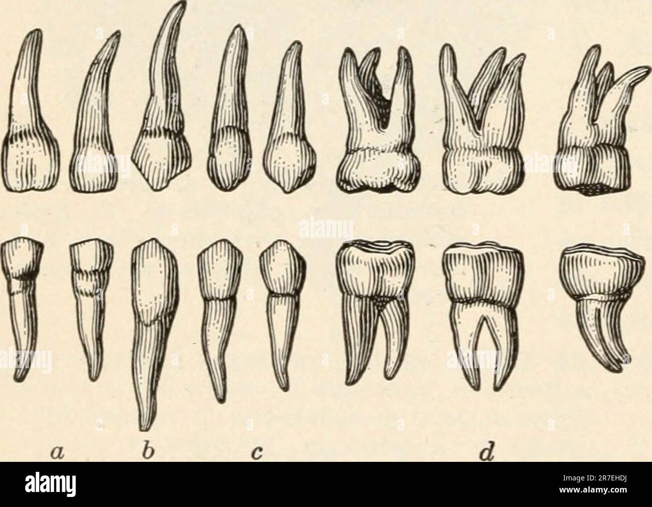 Teeth; a, incisors; 6, canine; c, premolars; d, molars Stock Photo - Alamy