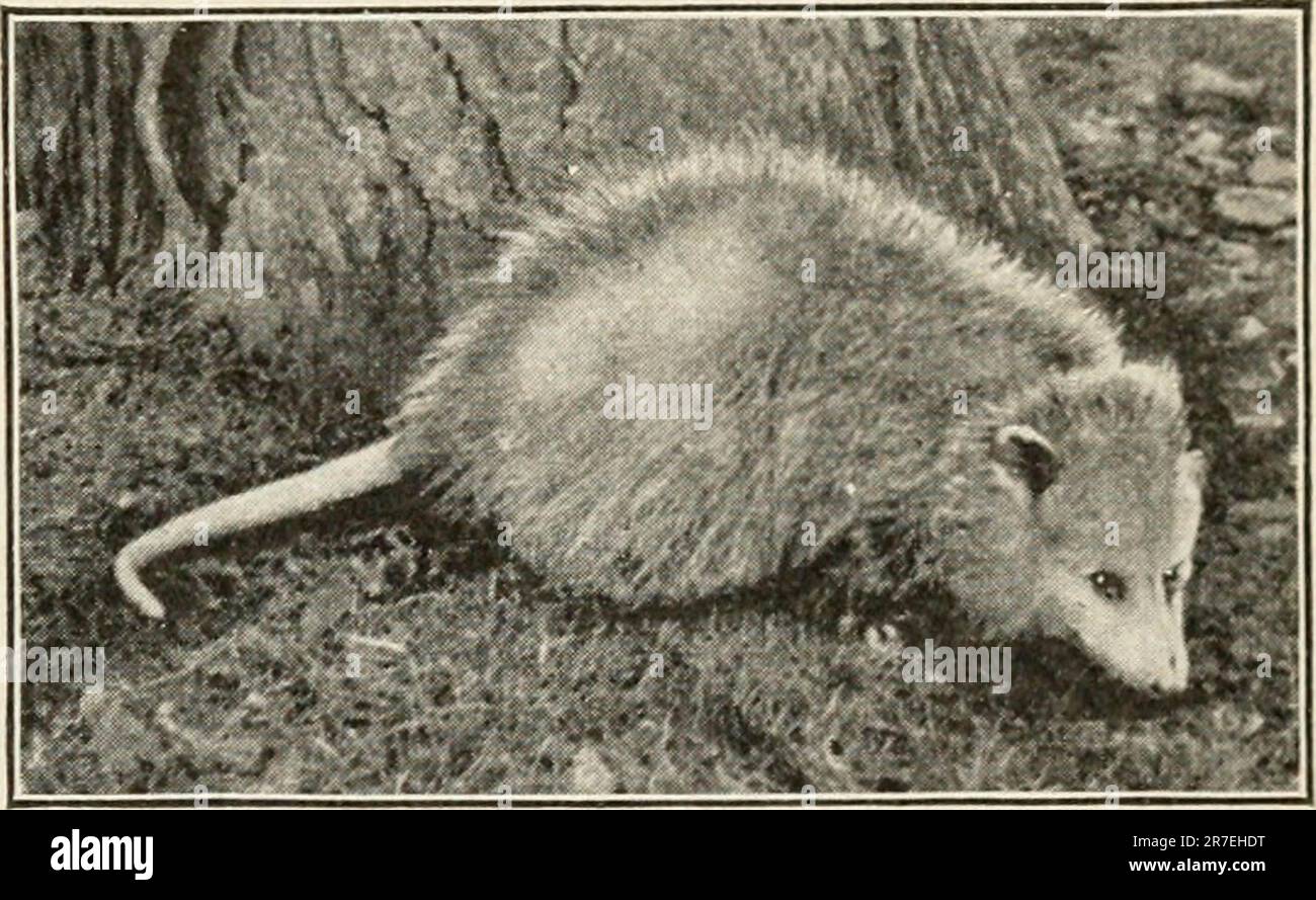 Opossum historical hi-res stock photography and images - Alamy