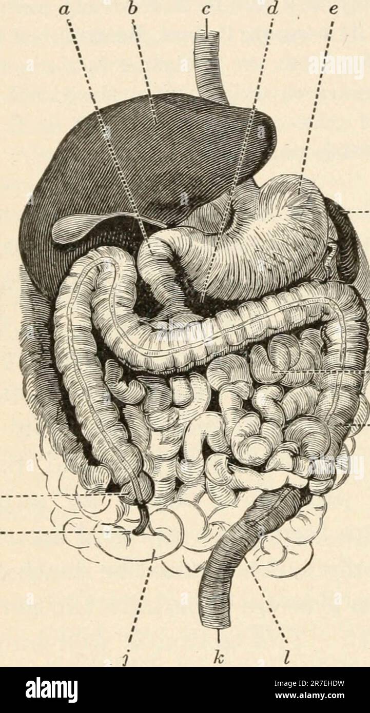 Picture of the organs of digestion Stock Photo - Alamy