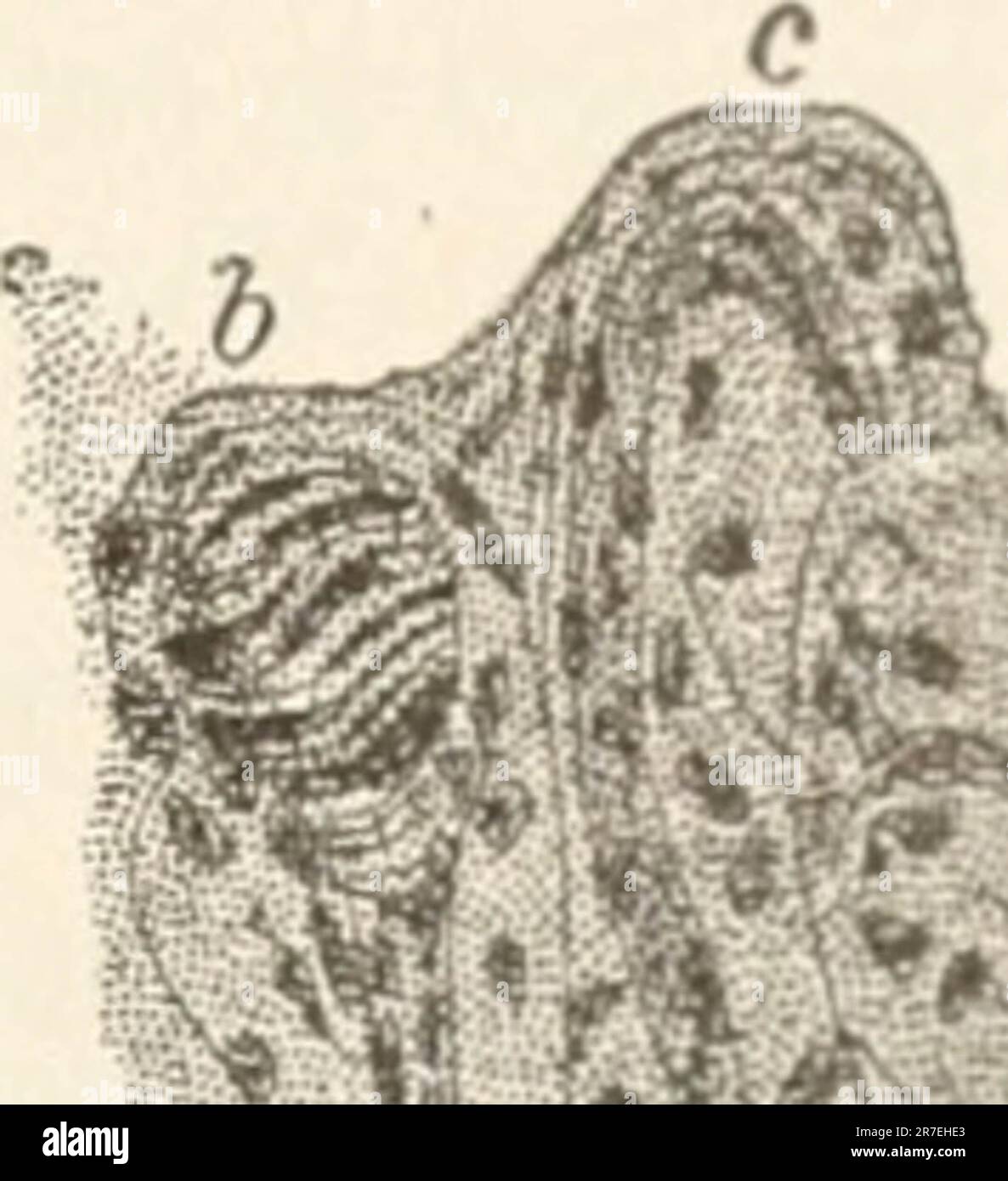 "Elements of biology; a practical text-book correlating botany, zoology ...