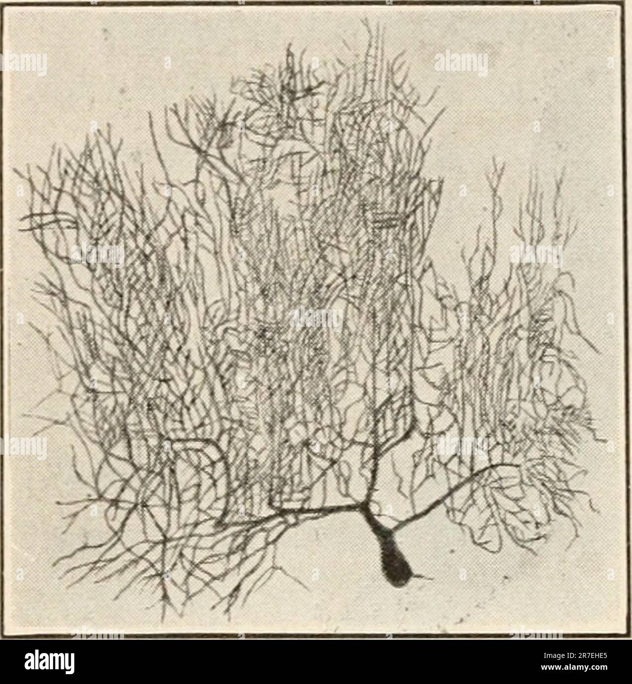 "Elements of biology; a practical text-book correlating botany, zoology ...