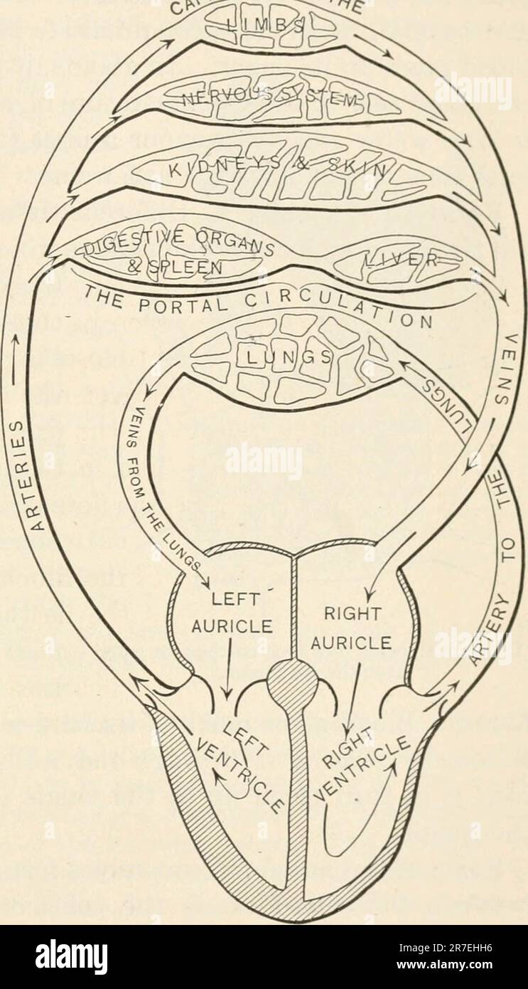 "Elements of biology; a practical text-book correlating botany, zoology ...