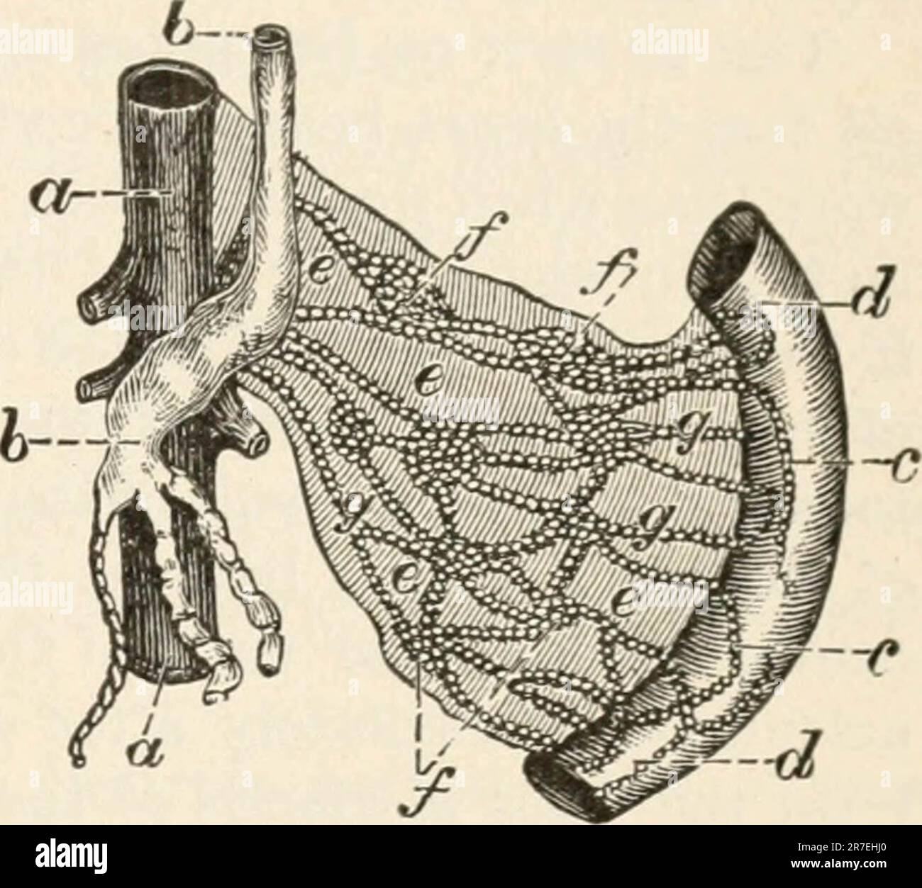 "Elements of biology; a practical text-book correlating botany, zoology ...