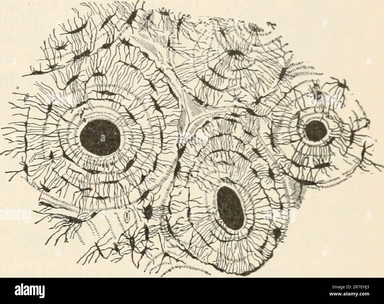 "Elements of biology; a practical text-book correlating botany, zoology ...