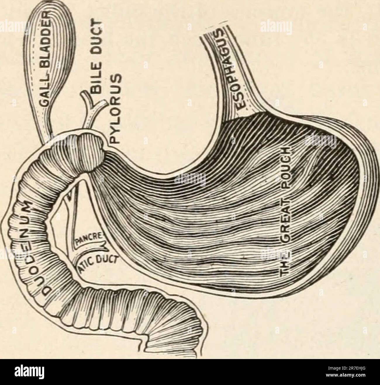 Inside of the stomach and intestine Stock Photo - Alamy