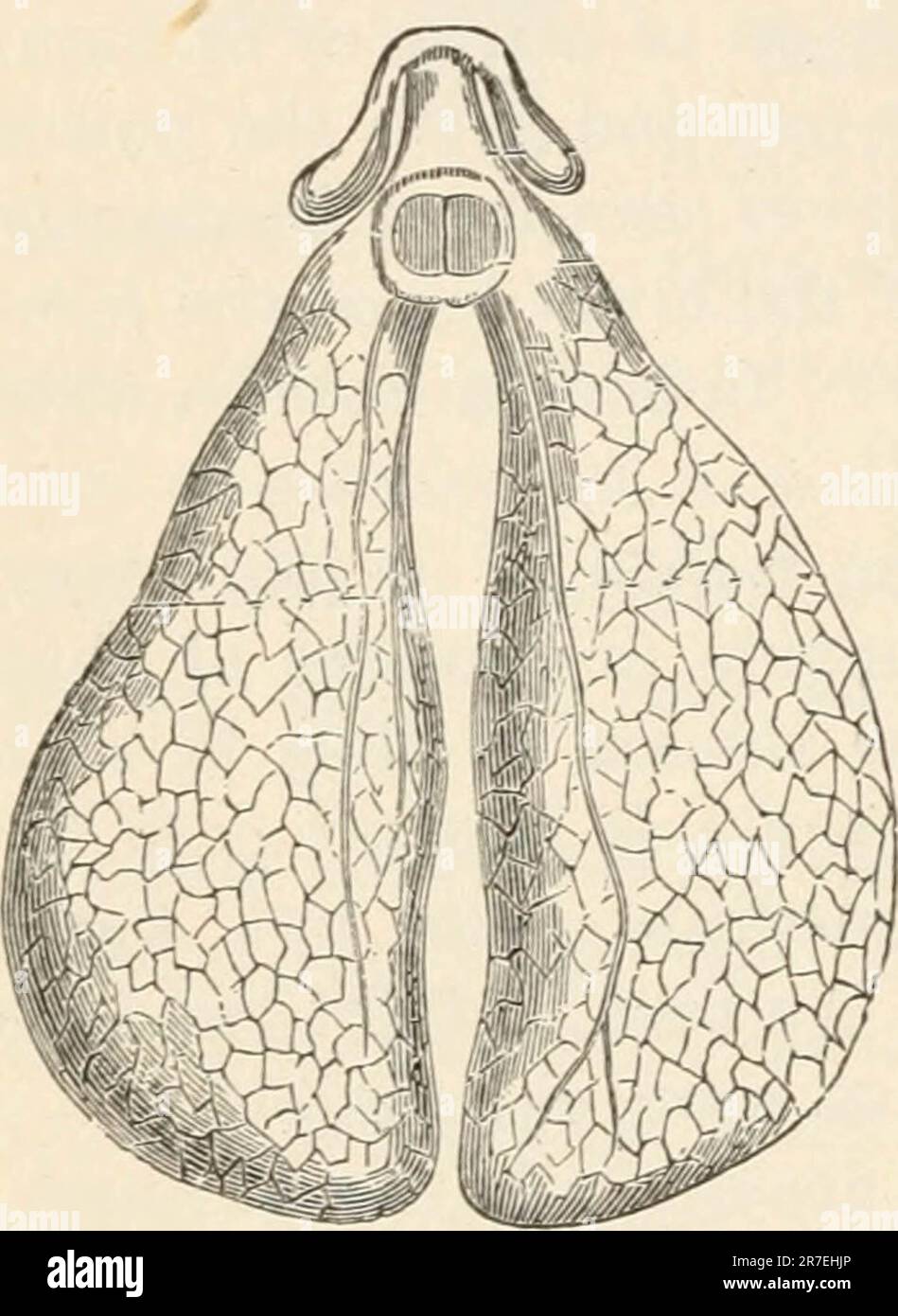Lungs of a frog Stock Photo - Alamy