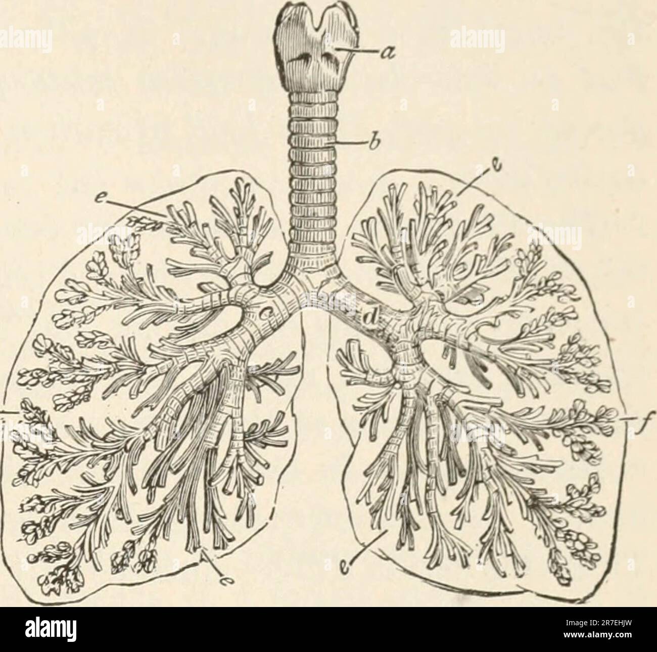 Air passages in the human lungs Stock Photo - Alamy