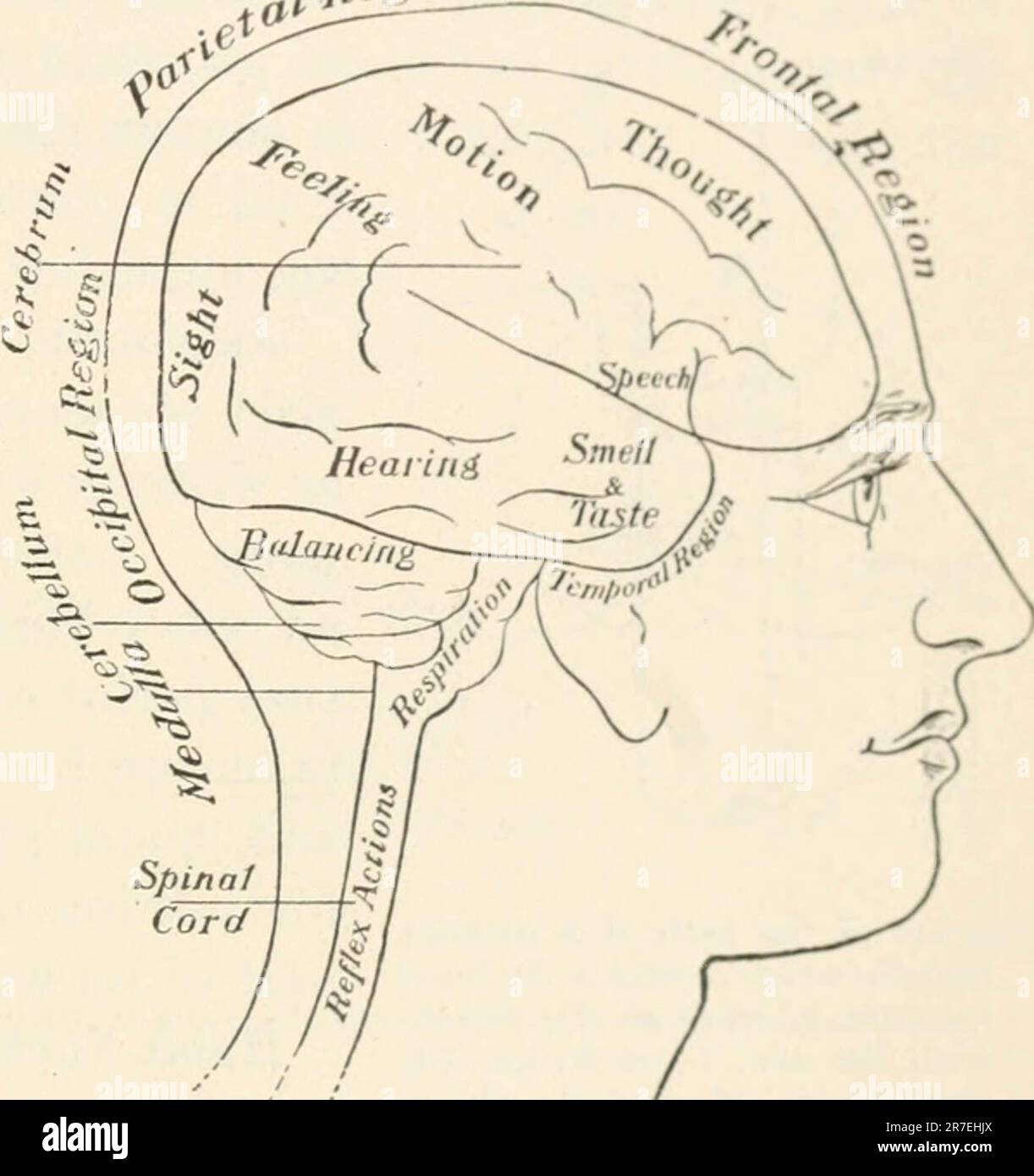 Regions of the head and action of the different partx of the brain ...