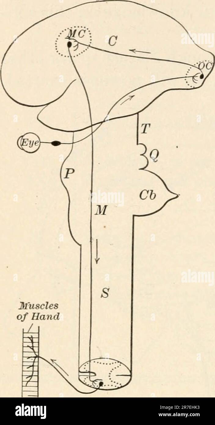 Diagram of the path of a nervous impulse Stock Photo - Alamy