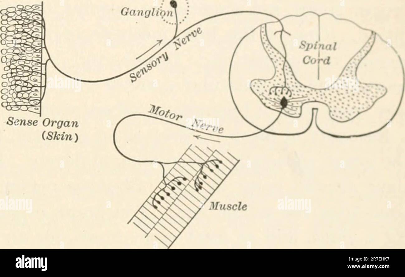 Diagram of the path of a simple nervous reflex action Stock Photo - Alamy