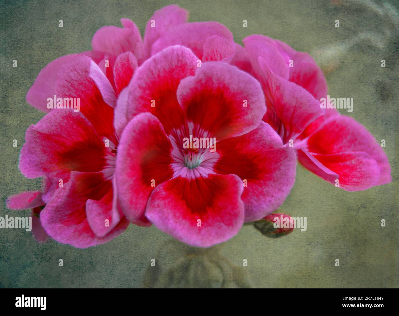 Geranium cultivation hi-res stock photography and images - Alamy