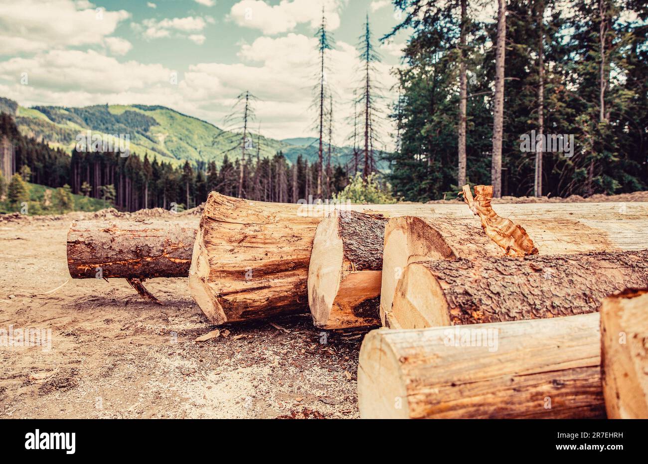 Log trunks pile, the logging timber forest wood industry. Felling trees ...