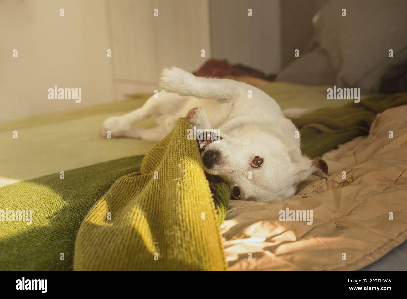 Theme with a purebred dog - photo for various themes with dogs Stock ...