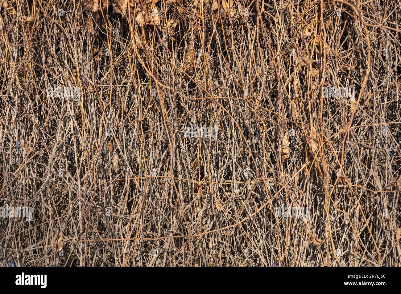 Granular material, solid wood with a structural surface for design ...