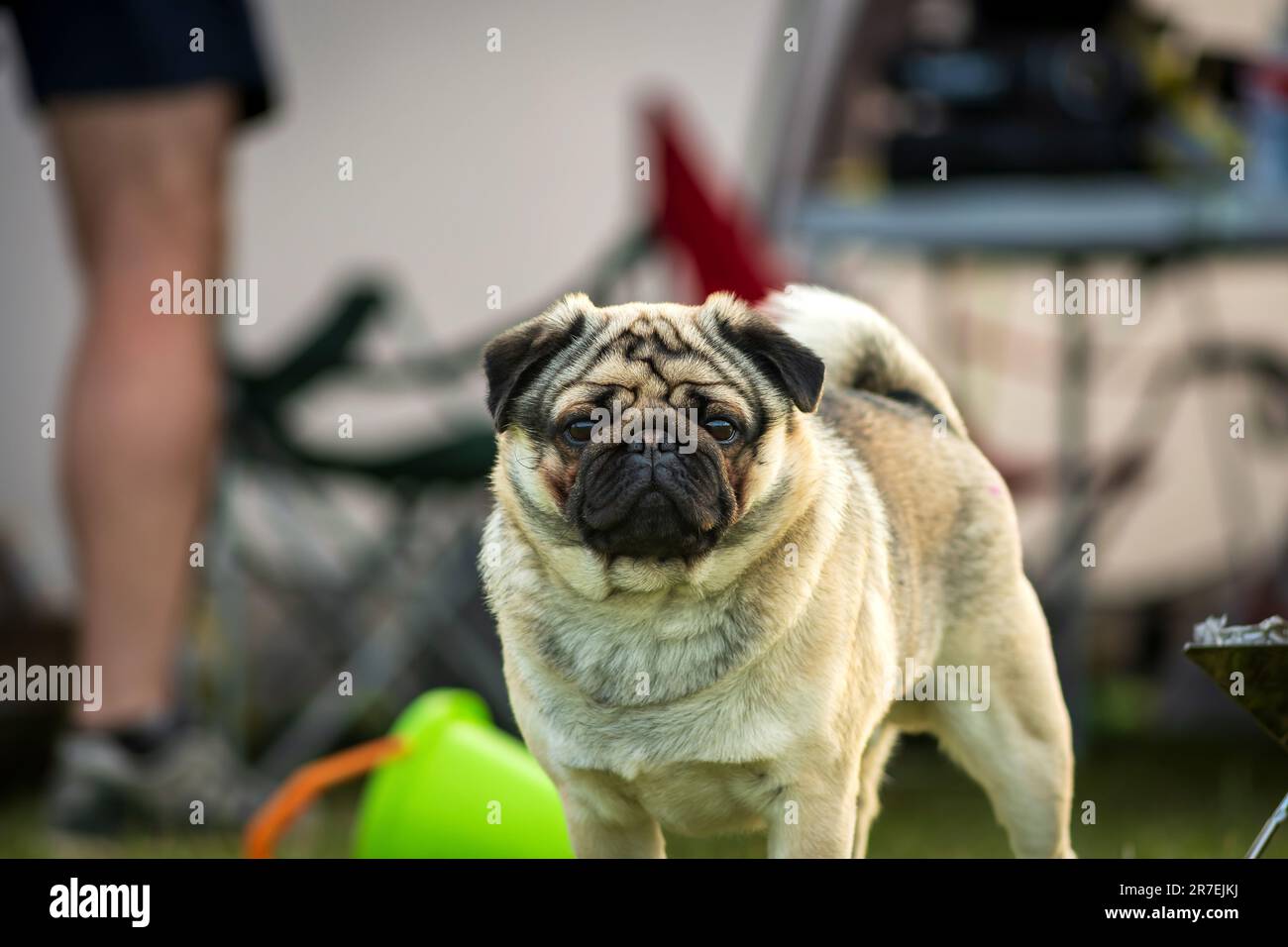 Pug dog next to tent camping site in england uk Stock Photo - Alamy