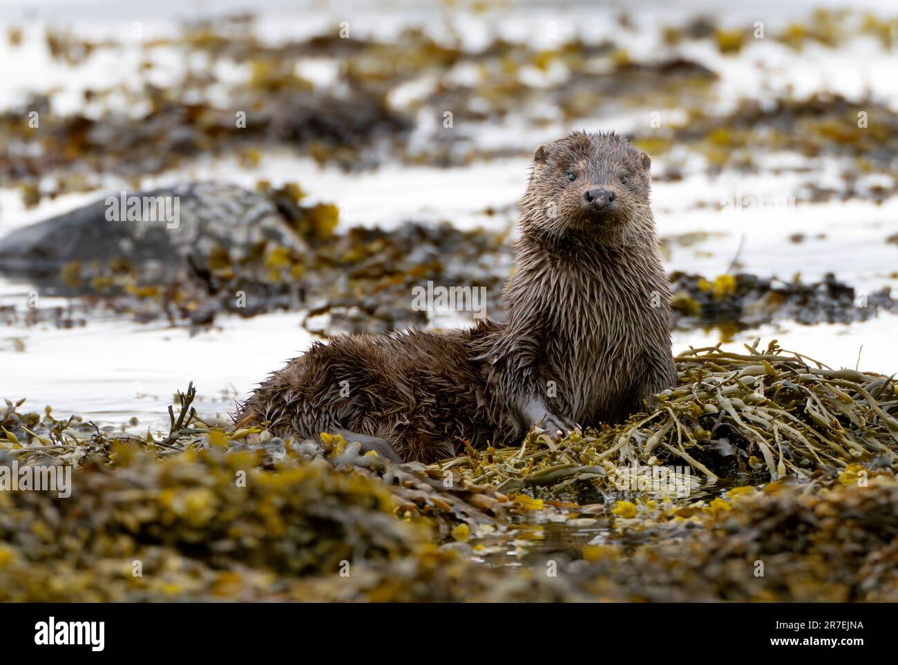 Wild Otter (Lutra lutra) amongst the seaweed, Isle of Mull, Scotland ...