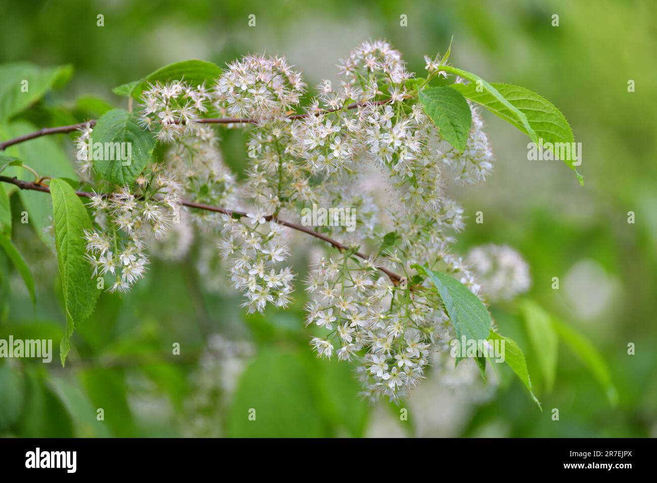 Prunus maackii - Bird cherry Maaka blooming in an early spring Stock ...