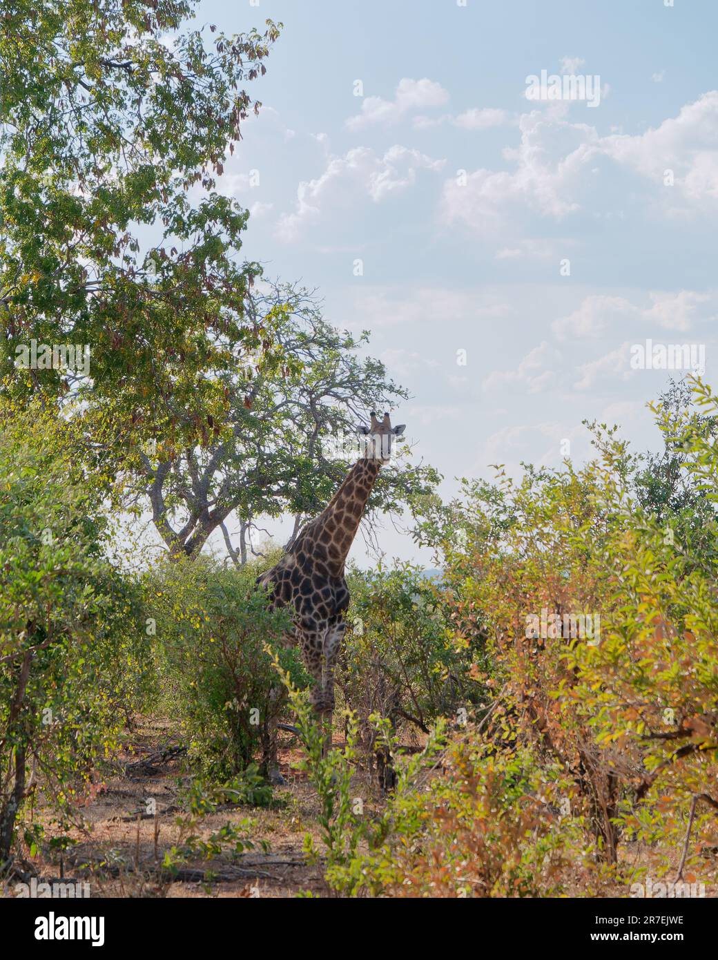 A Giraffe in the Zambezi National Park, Zimbabwe Stock Photo - Alamy