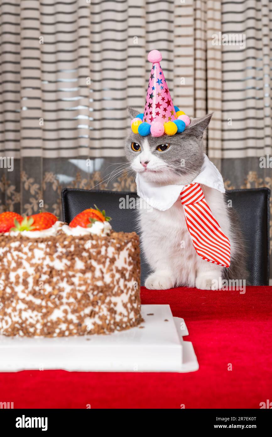 Cats Celebrating Birthday