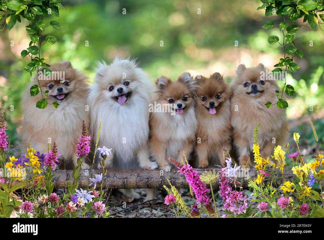 A group of cute and cheerful pomeranian puppies running around in a ...