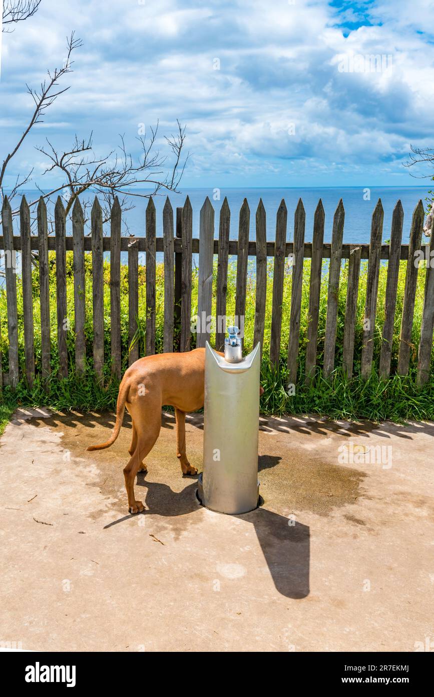 A dog drinking from a puddle behind a bubbler in a park in Dover ...