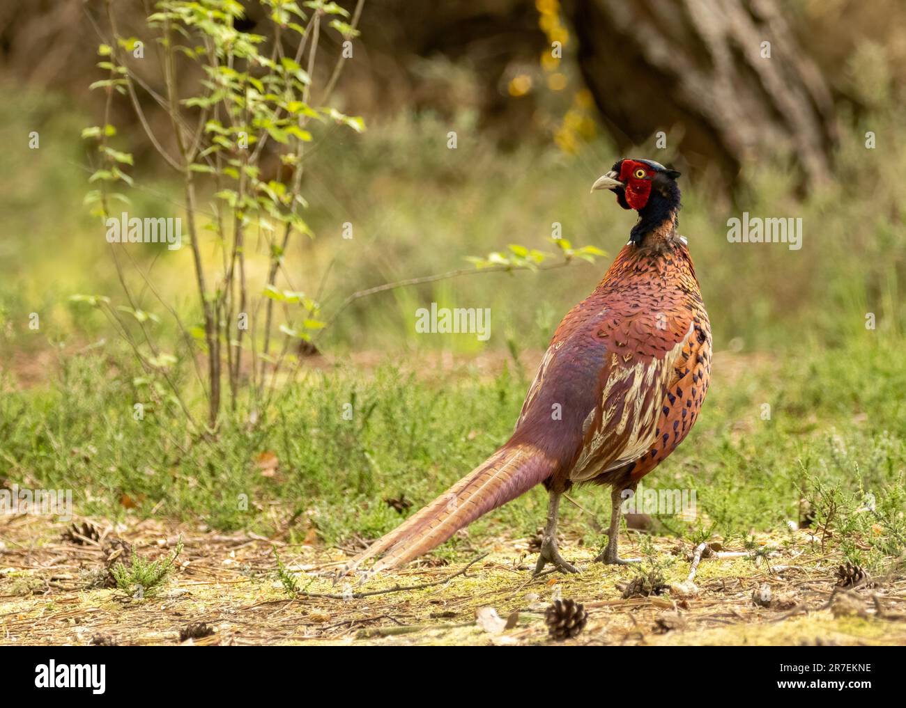 A male pheasant walking through the woodland Stock Photo - Alamy