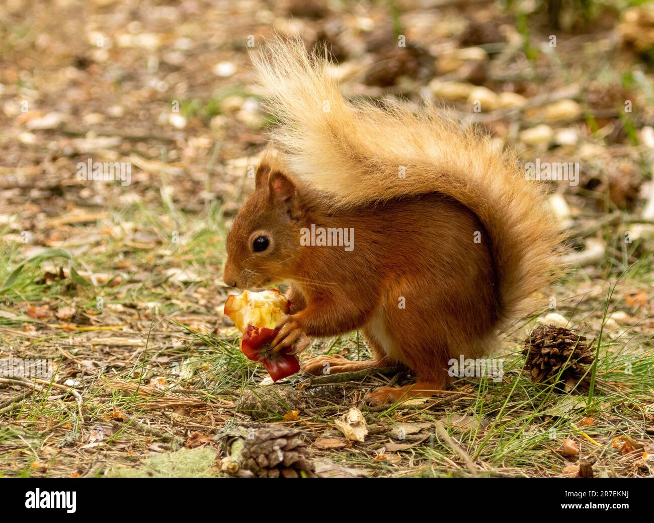 A Scottish red squirrel eating an apple core Stock Photo - Alamy