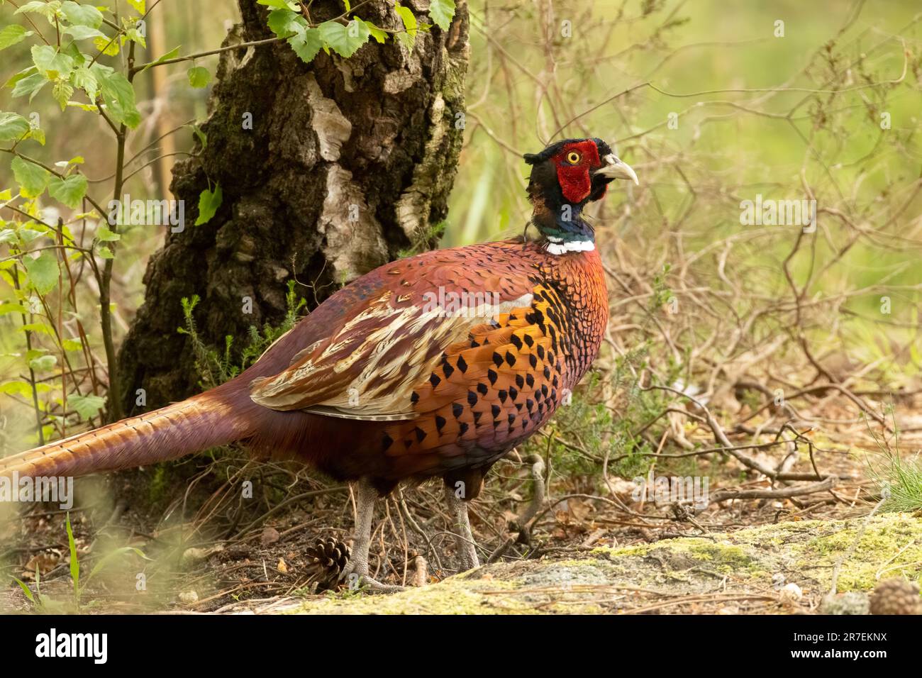 A male pheasant walking through the woodland Stock Photo - Alamy
