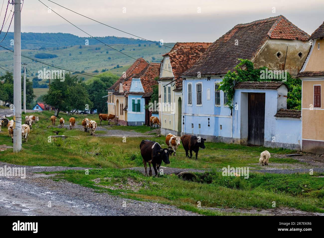 Cows in the village of Viscri in Romania Stock Photo - Alamy