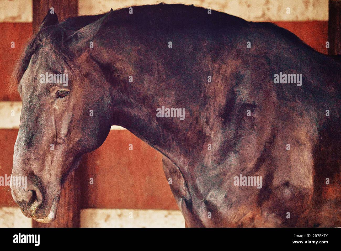 A majestic horse at the stable Stock Photo - Alamy