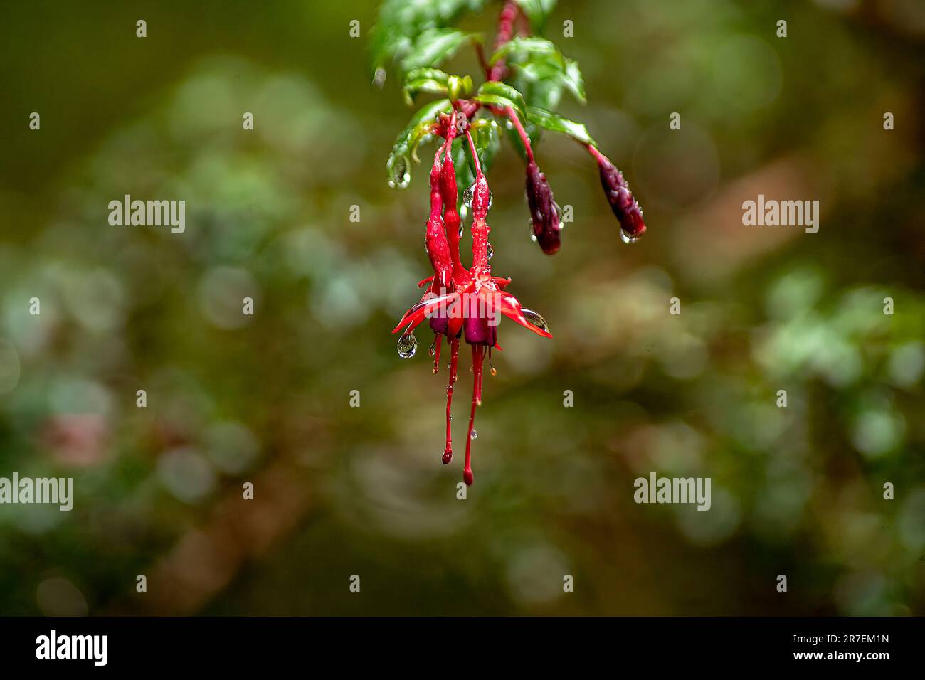 A vibrant hummingbird fuchsia flower, glistening with rain droplets ...