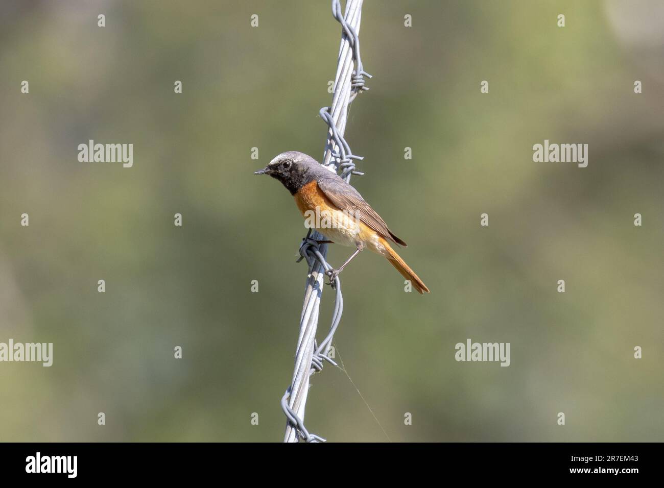 Male Common Redstart, Phoenicurus phoenicurus, Sussex, UK Stock Photo ...