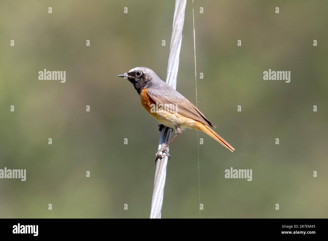 Male Common Redstart, Phoenicurus phoenicurus, Sussex, UK Stock Photo ...