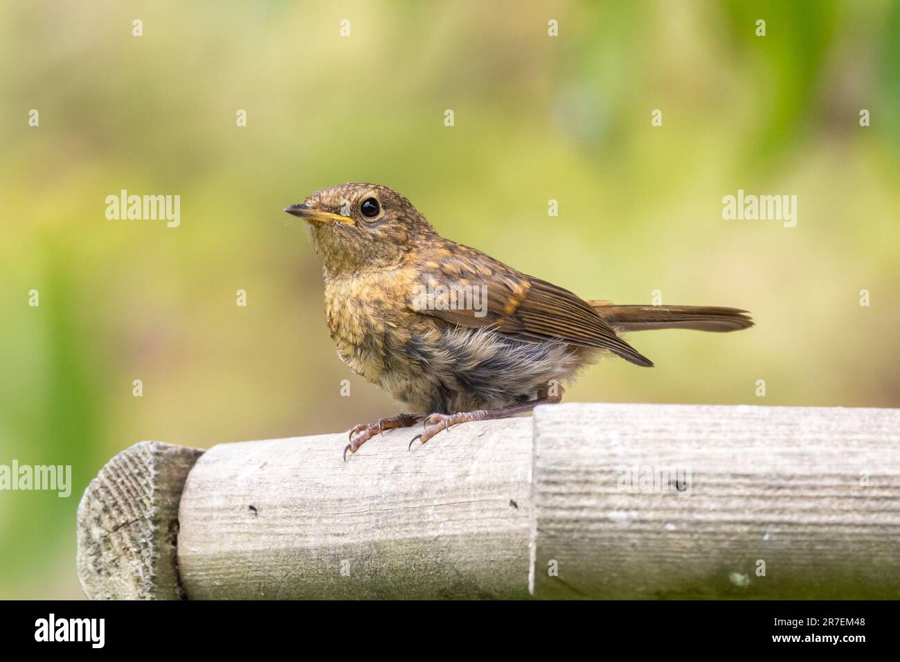 Robin bird table hi-res stock photography and images - Alamy
