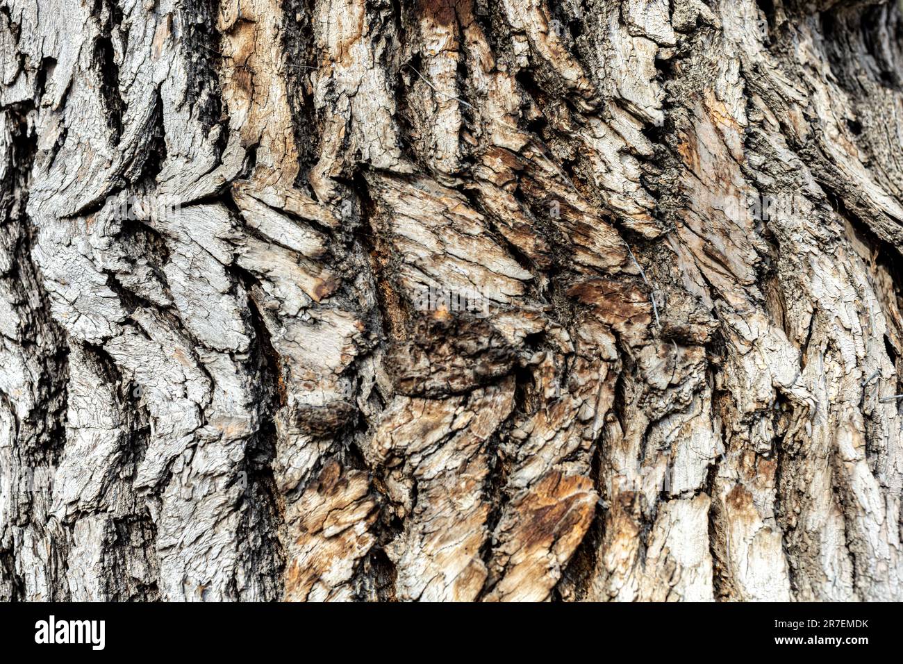 Granular material, solid wood with a structural surface for design ...