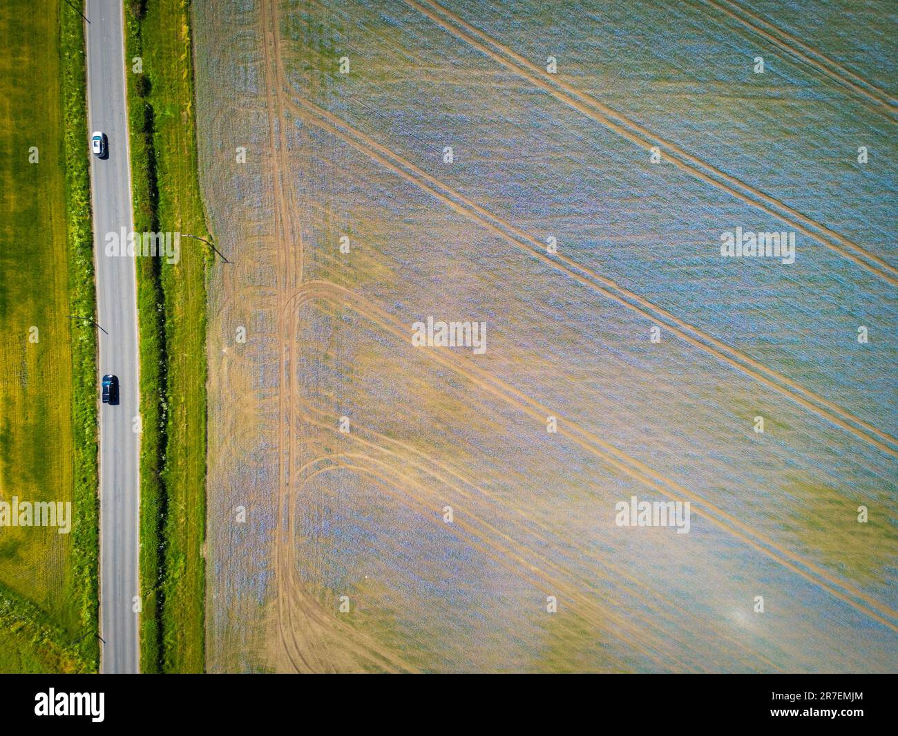 Willingham Cambridgeshire, 15th June 2023. A crop of linseed comes into ...