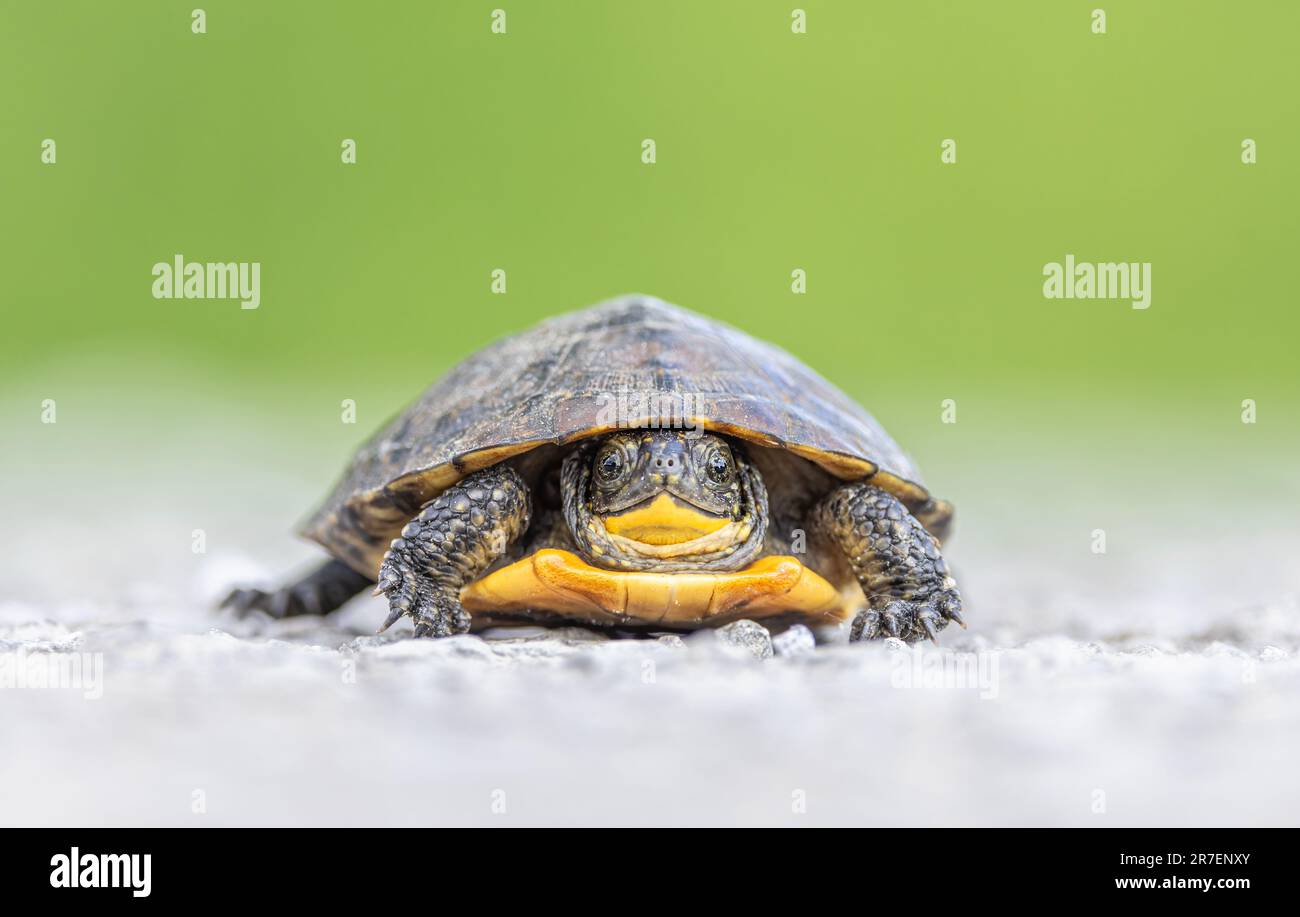 Blanding's turtle hi-res stock photography and images - Alamy