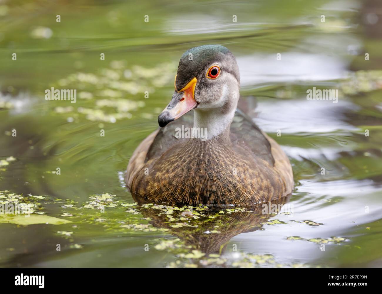 Closeup of an eclipse Wood duck male swimming on Ottawa river in Canada ...