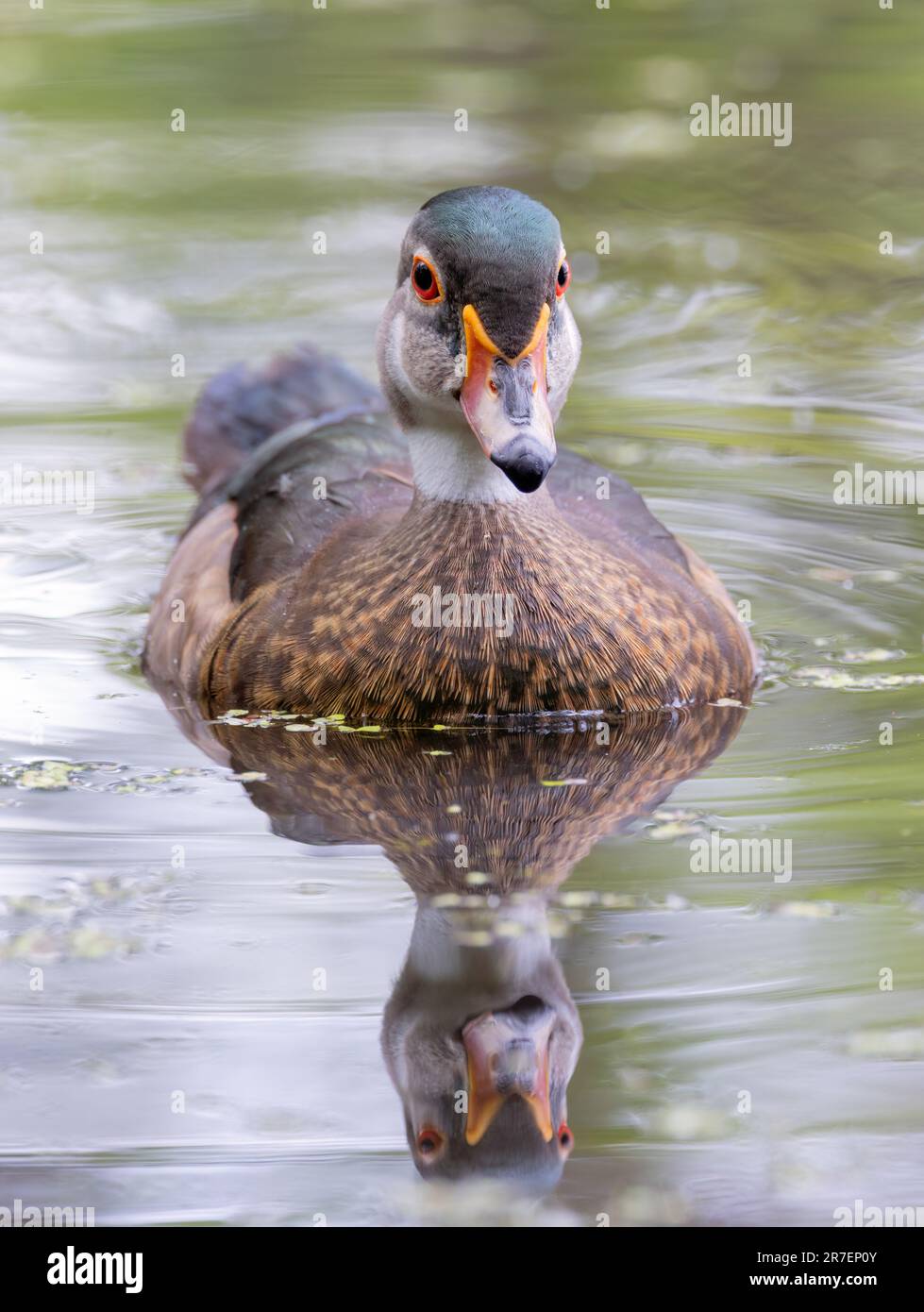 Closeup of an eclipse Wood duck male swimming on Ottawa river in Canada ...